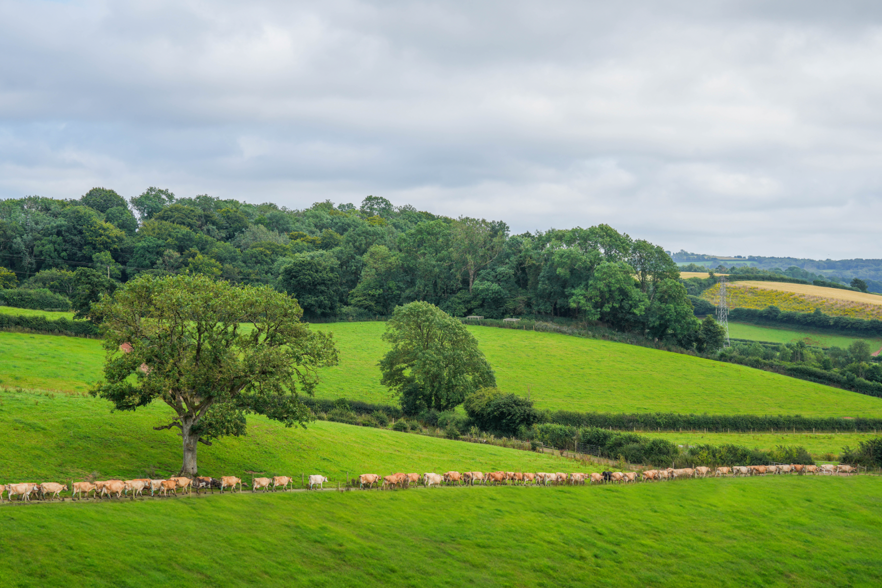 South Devon Dairy
